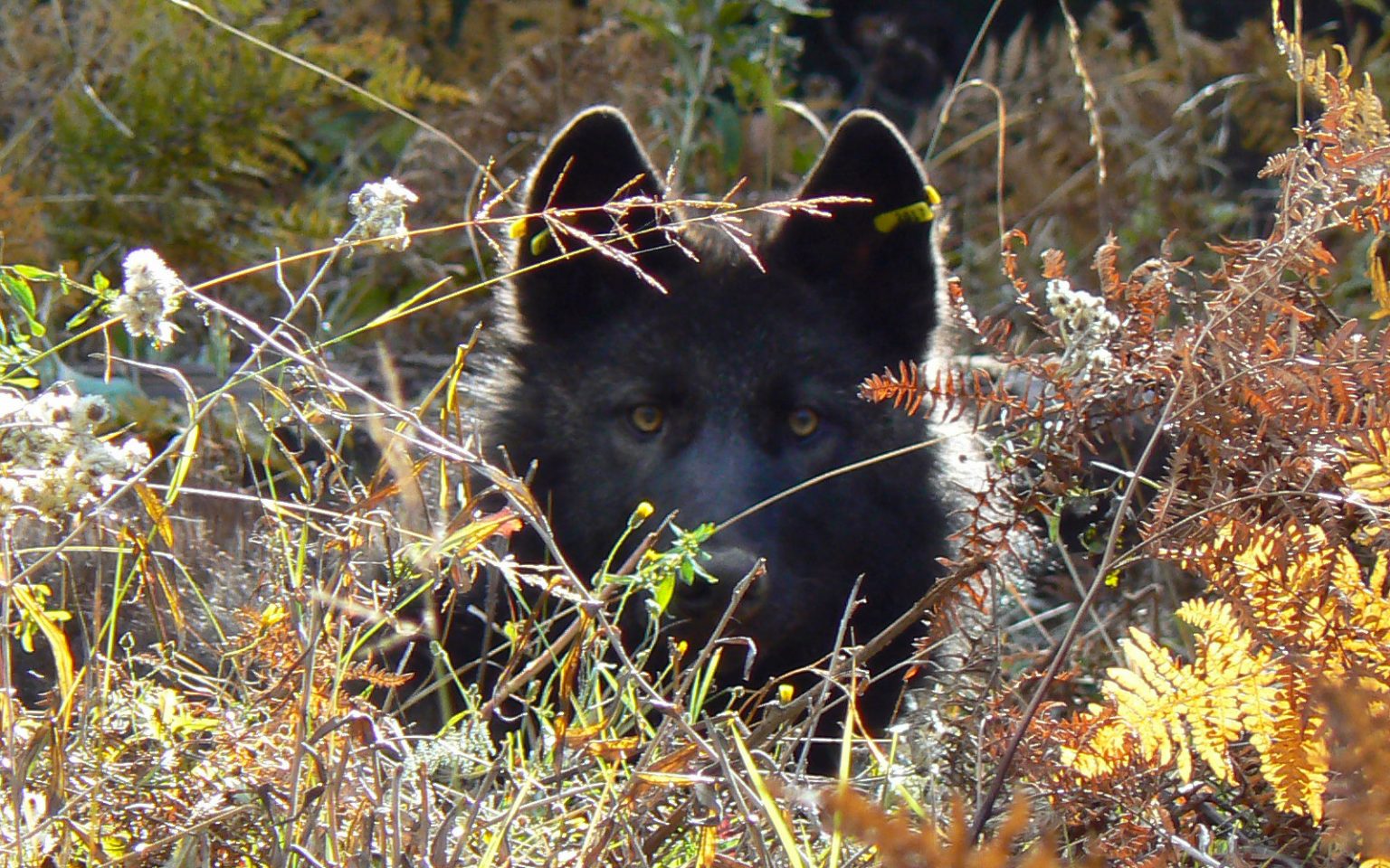 Gray Wolves - Cascadia Wildlands