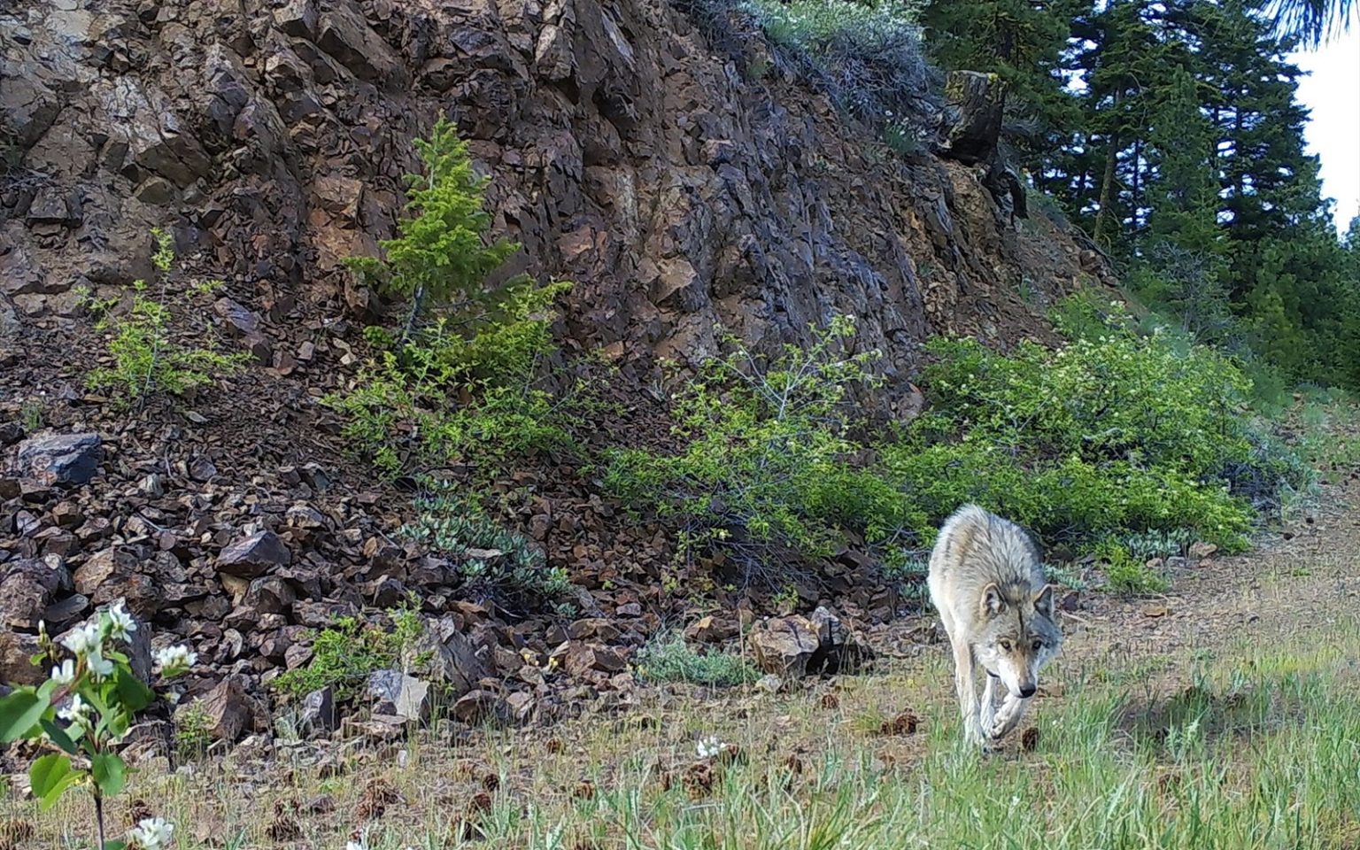 Gray Wolves - Cascadia Wildlands