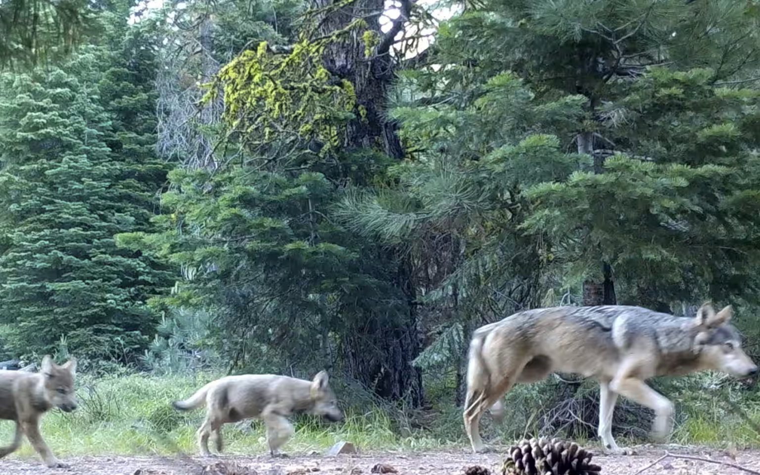 Gray Wolves - Cascadia Wildlands