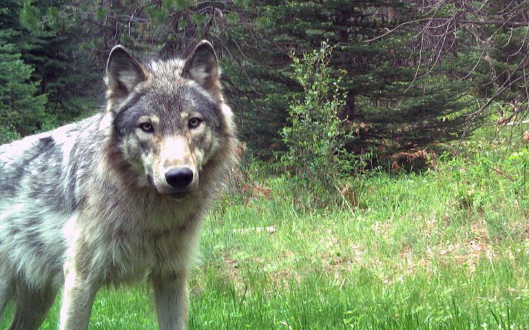 gray wolf - Cascadia Wildlands